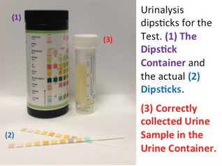 An Introduction to Urinalysis - City Gate Training Centre